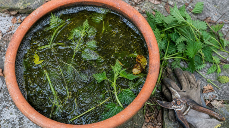 Purin d'ortie : recette, dosage et utilisation au jardin